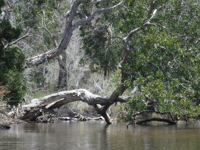 Killick Creek | Port Macquarie Hastings Canoe Club