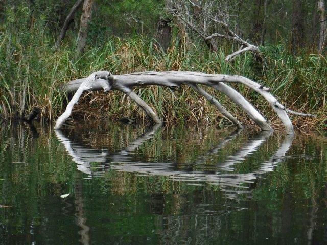 ‘Mariaville’, Upper Maria River | Port Macquarie Hastings Canoe Club